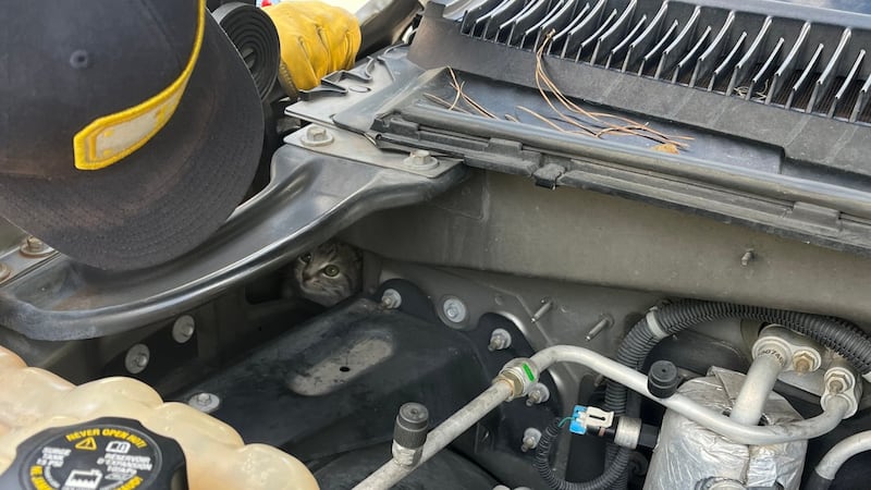 Firefighters rescue kitten stuck in car engine Firefighters rescue kitten stuck in car engine